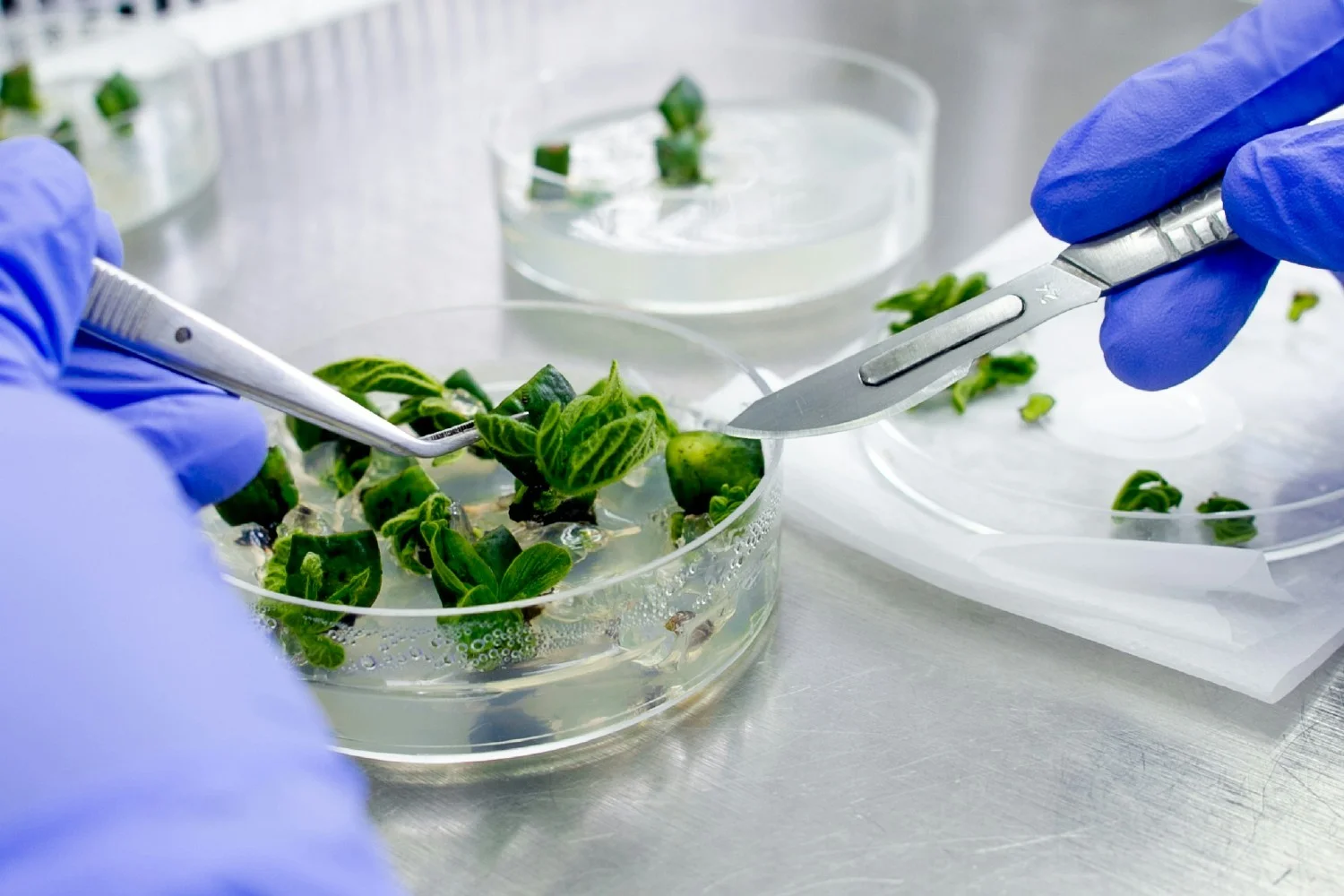 Working at GDM Seeds Inc. | Great Place To Work®