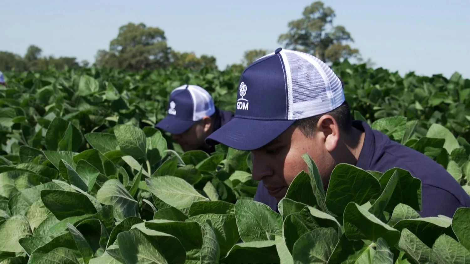 Working at GDM Seeds Inc. | Great Place To Work®